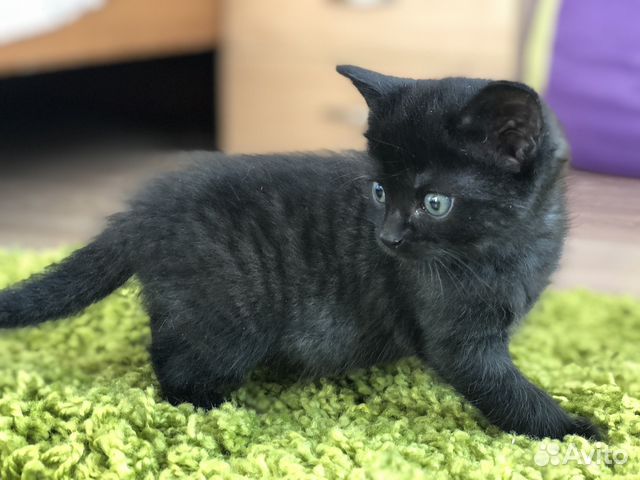 Котёнок Серафима ищет дом