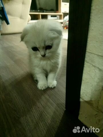 Шотландская