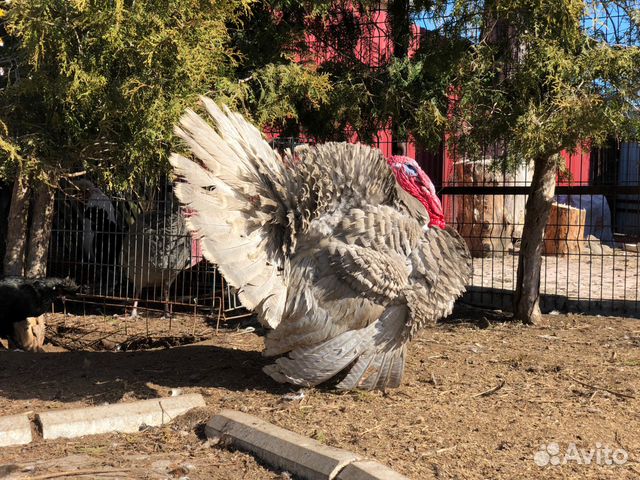 Голубые индюки взрослые