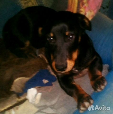 Отдам в добрые ручки