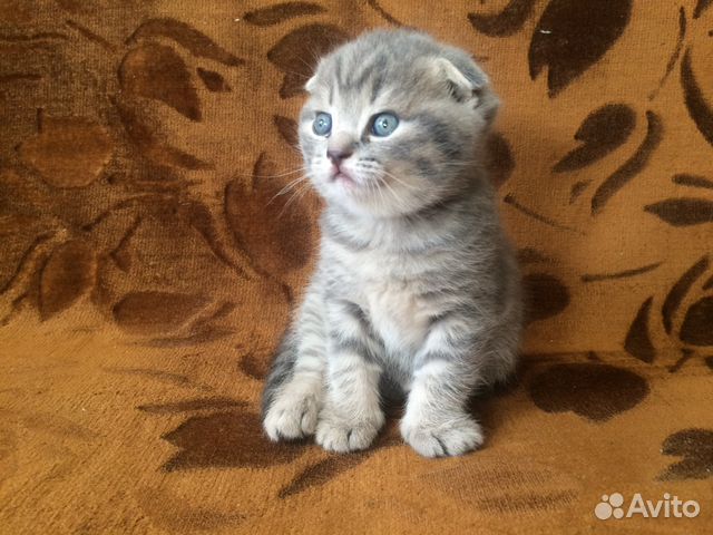 Продам породистых Шотландских скотиков
