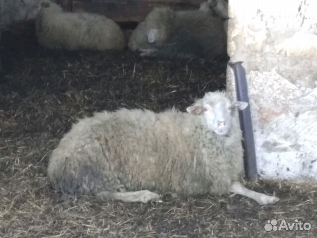 Продам овец