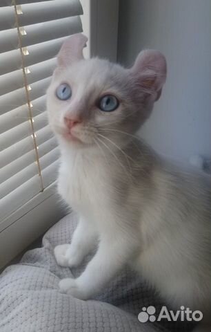 Белая голубоглазая девочка