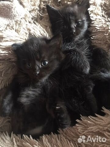 Киски бесплатно