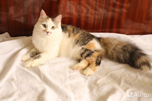 Кошка Оливия, 1,5 года