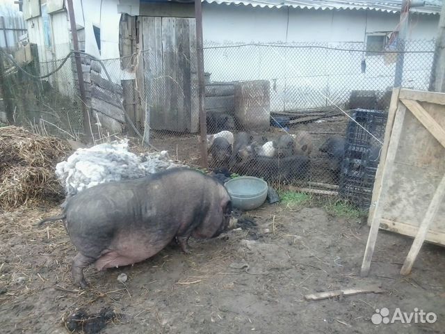 Вьетнамские вислобрюхие поросята