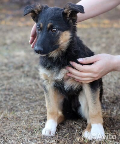 Овчаристые Щенки