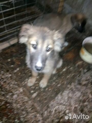 Щеночки в добрые руки