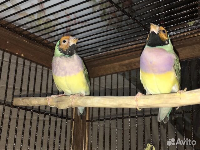 Амадины Гульда 2 самочки