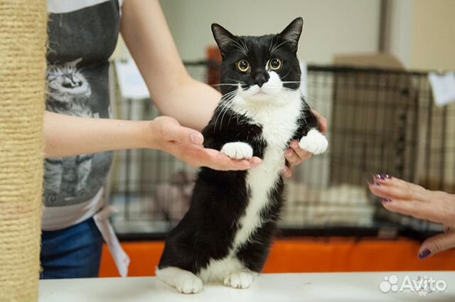 Кот под ключ