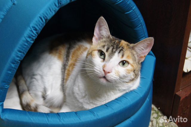 Чудо-кошка Психея