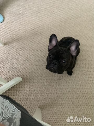 Французский бульдог