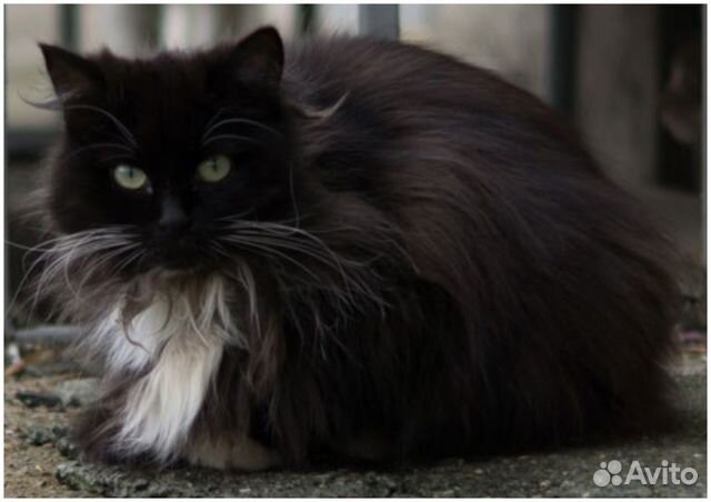 Маргоша, кошечка, примерно 1,5 года