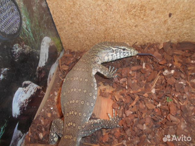 Нильский варан (подросток)