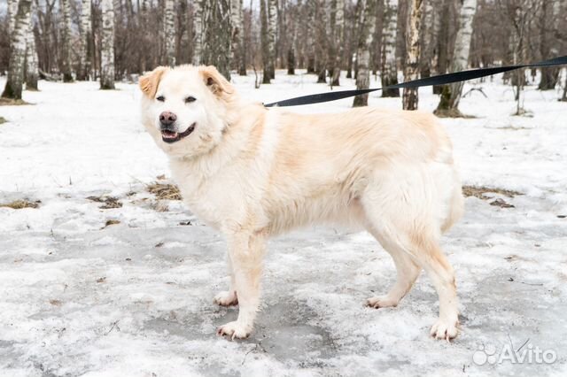 Пломбир он же Кефир ищет дом