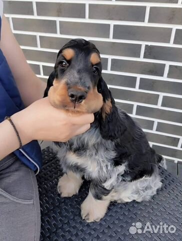 Щенки Английского Кокер Спаниеля