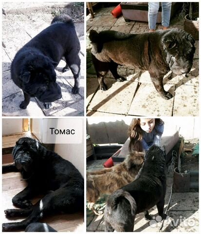 Шарпей в дар