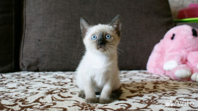 Тайские котята