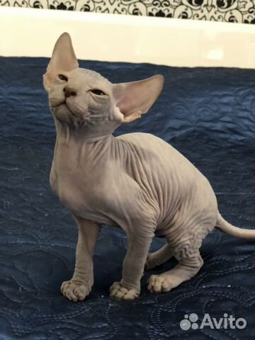 Котята Донской сфинкс