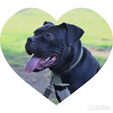 Отдам в любящую и заботливую семью