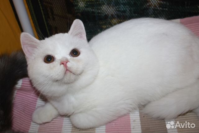 Экзотические котята 4 мес
