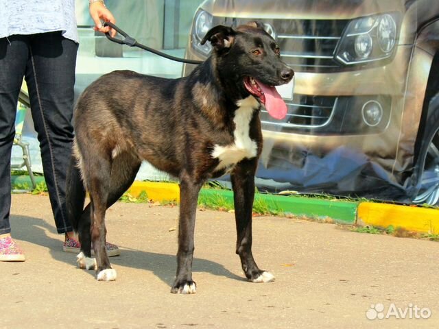 Большой Боб (собака в дар)