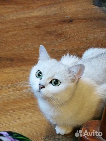 Британская кошка, породистая