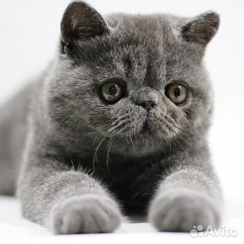 Котенок породы Экзот