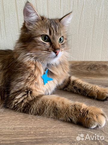 Кошка, мейн-кун, близкий метис