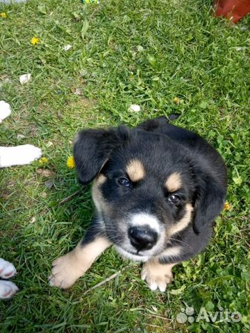 Щенки аусси. Полтора месяца, привиты. Остались 3 д