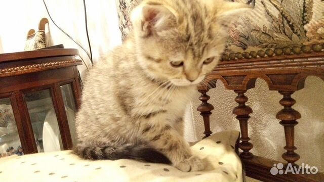 Котёнок от шотландцев, скотиш страйт, девочка, 2 м