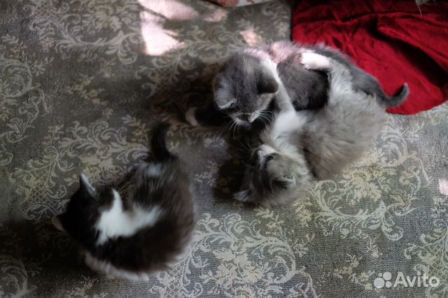 Формально безпородные котята