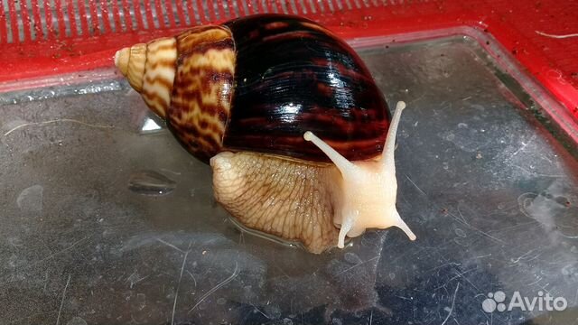 Улитка Ахатина Иммакулята