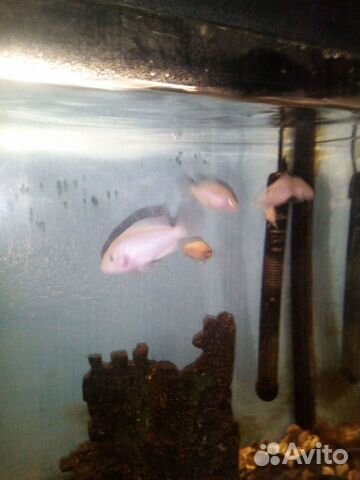 Продам замечательных цихлид