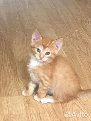 Милые котята