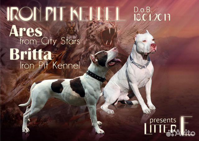 Шикарная девочка Американского питбультерьера