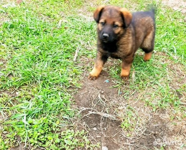 Отдам щенков сторожевой собаки