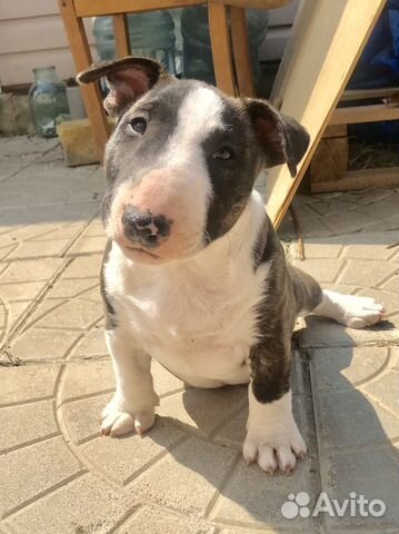 Мальчик миниатюрного бультерьера