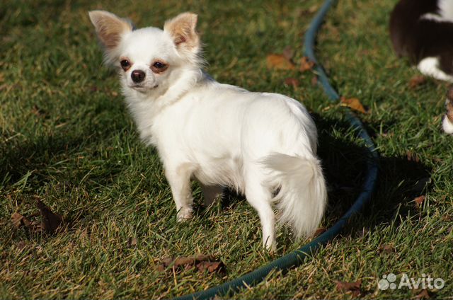 Девочки взрослые