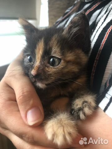 Котенок\девочка 1 мес