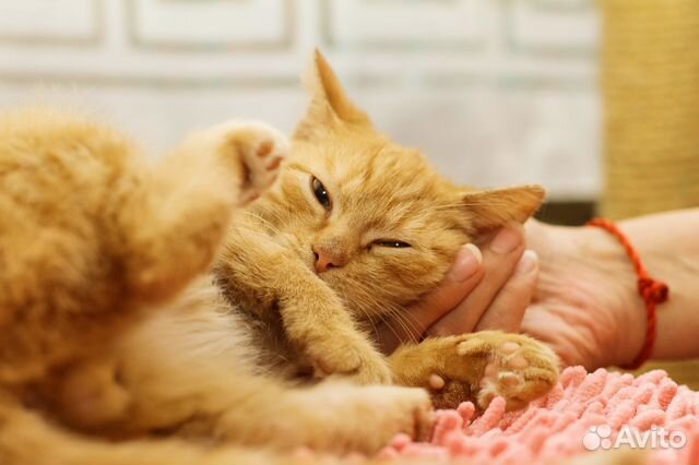 Солнечный малыш Мак в дар