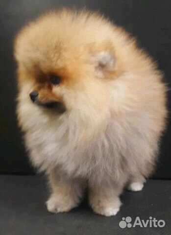 Предлагается к продаже щенки миниатюрные немецкого