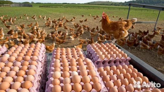 Ломан Браун куры