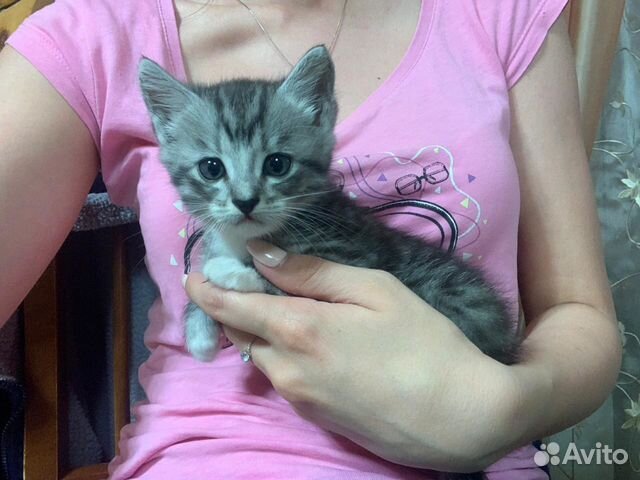 Котята в хорошие руки