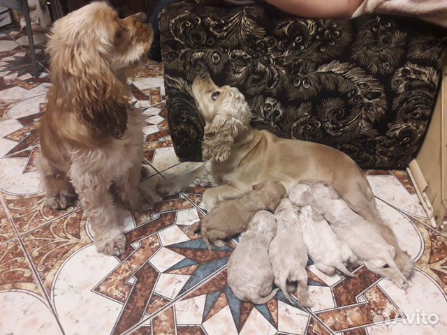 Щенки американского кокер спаниеля