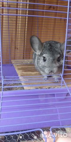 Пара шиншилл