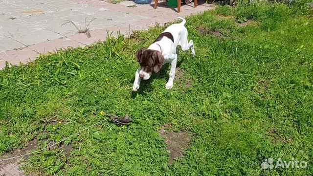 Английский пойнтер