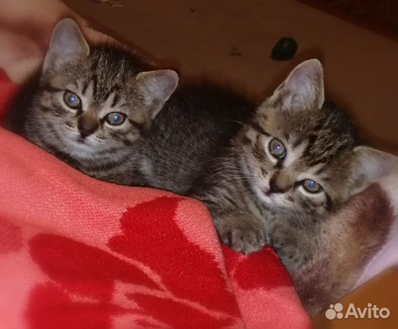 Котята от шотландской мамы