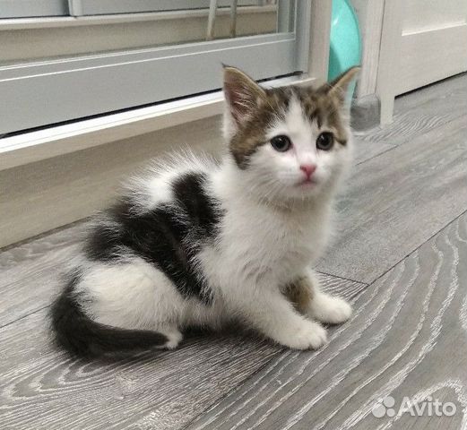 Котенок ищет дом