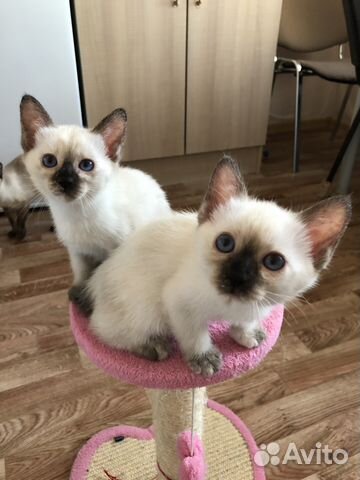 Клубные котята меконгских бобтейлов